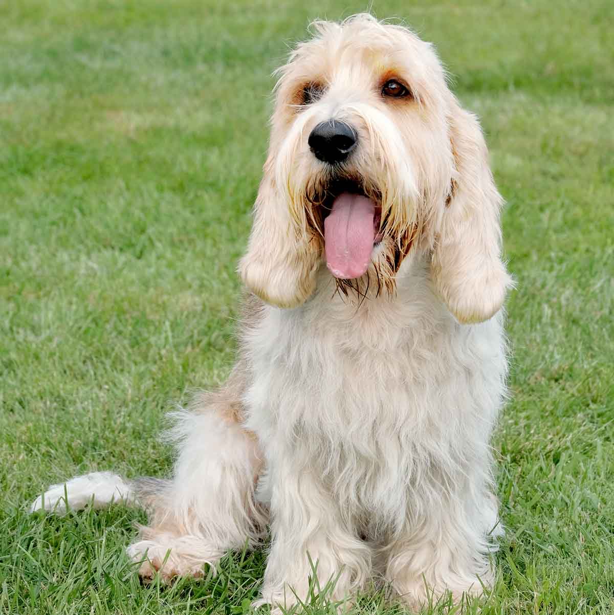 55 White Dog Breeds: Fluffy, Small and Large (with Cute Pics)