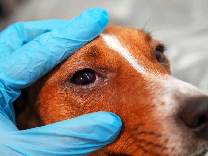 Pictures of Eye Ulcers in Dogs, with Veterinarian Comments