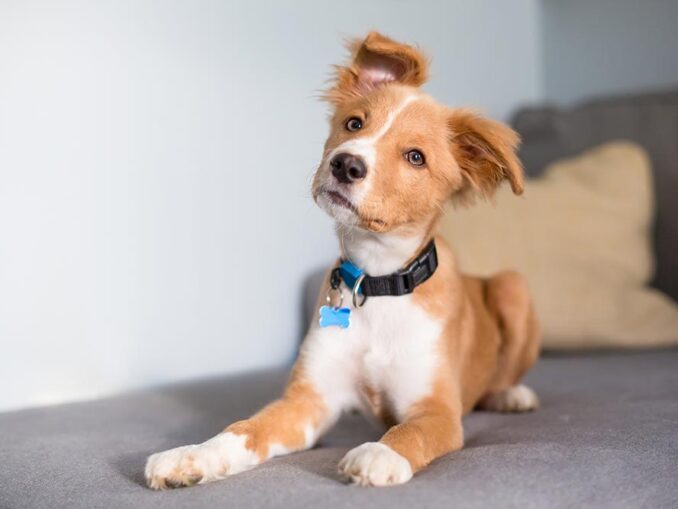 Dog's Poop with Hair in It: Our Vet Explains What to Do