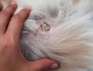 Dog Skin Tags: 10 Pictures + Veterinarian Advice