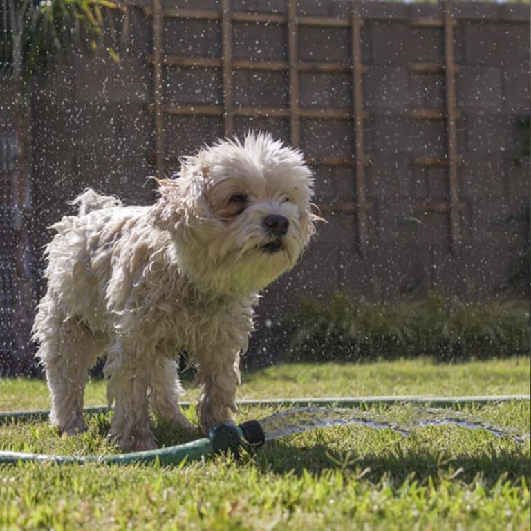 Are Havanese Good for Older People and Seniors?