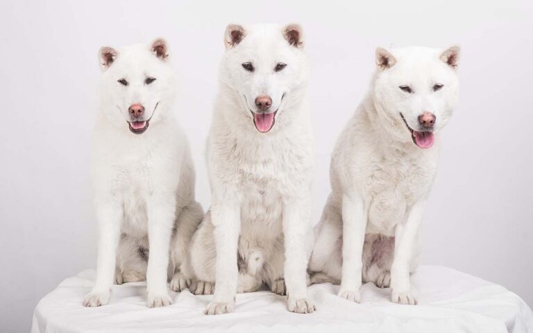 55 White Dog Breeds: Fluffy, Small and Large (with Cute Pics)