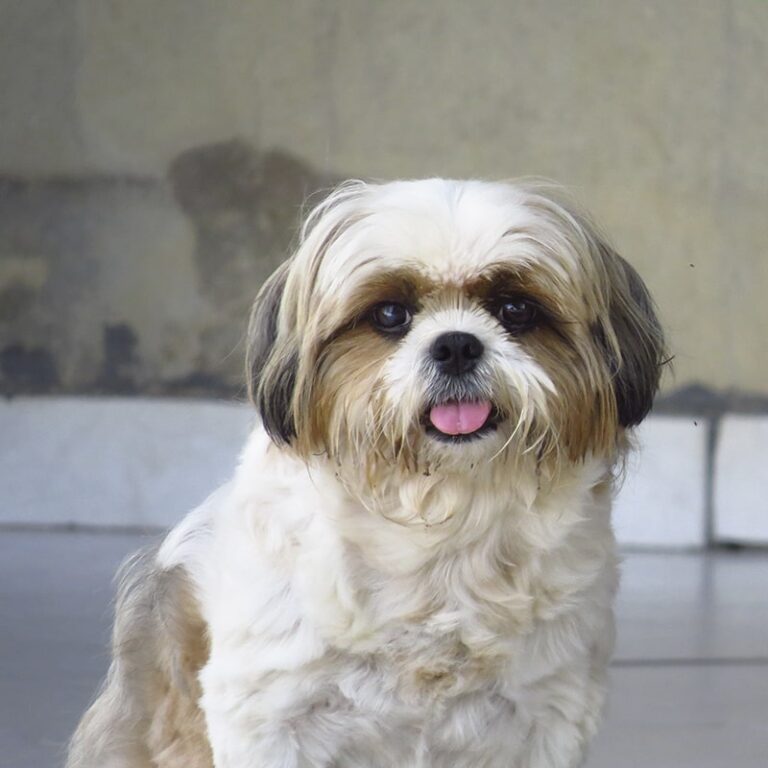 Are Shih Tzu Dogs Good for Seniors?