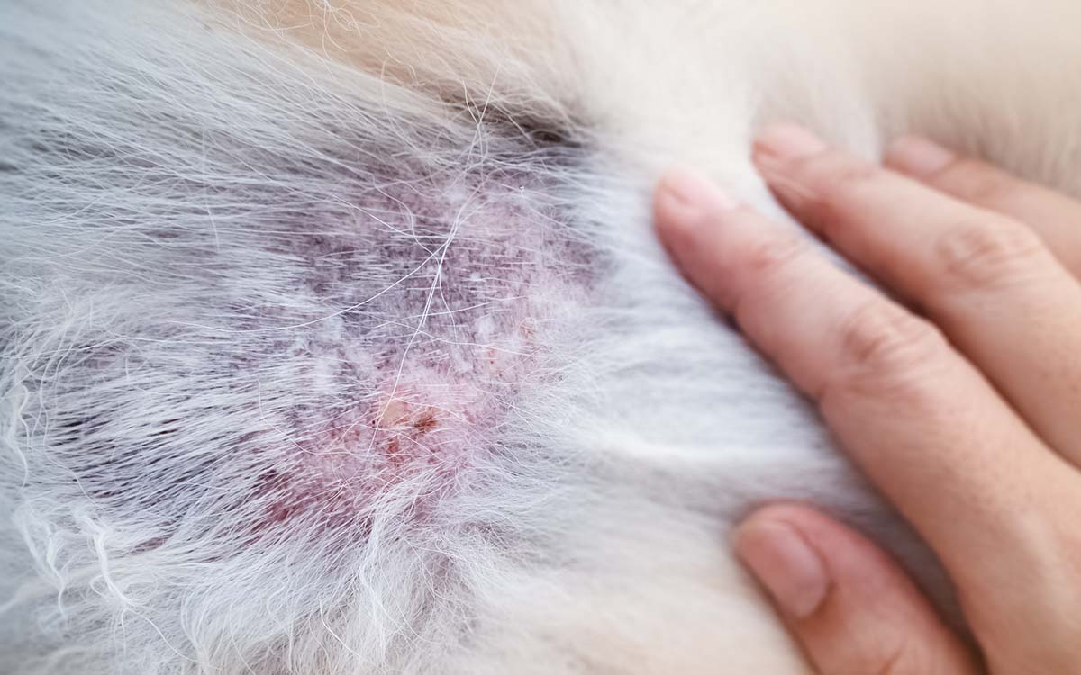 13 Common Dog Skin Lesions or Sores [with Pictures]