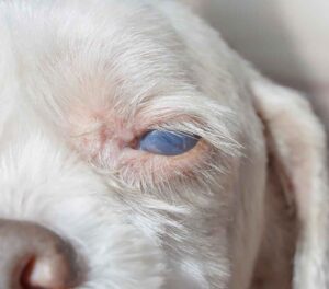 How to Treat Dog Eye Infections at Home, According to a Vet