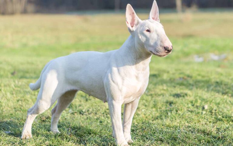 55 White Dog Breeds: Fluffy, Small and Large (with Cute Pics)