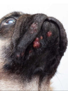 5 Causes of Bumps on a Dog's Chin [Pics & Vet Advice]