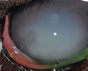Red & Cloudy Eyes in Dogs: Our Vet Eye Specialist Explains