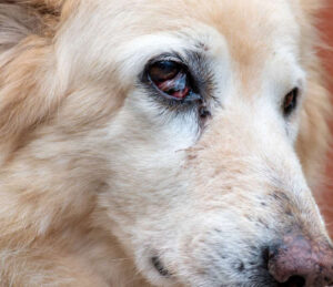 Red or Pink Bumps on Dogs' Eyes: 7 Types (With Pictures)