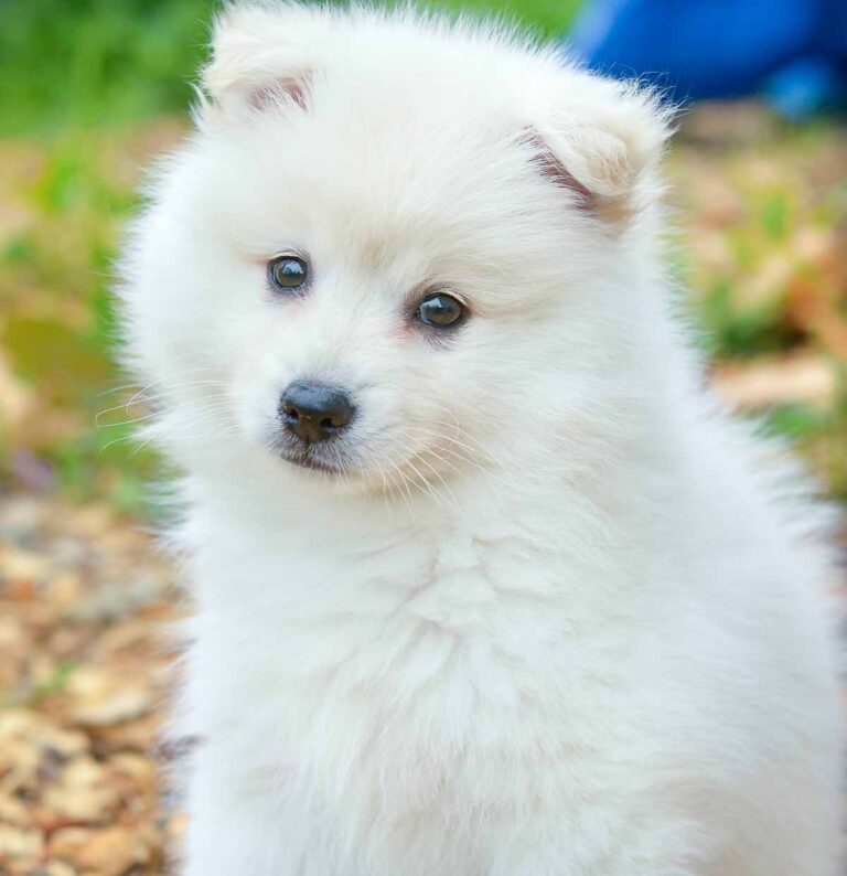 55 White Dog Breeds: Fluffy, Small and Large (with Cute Pics)