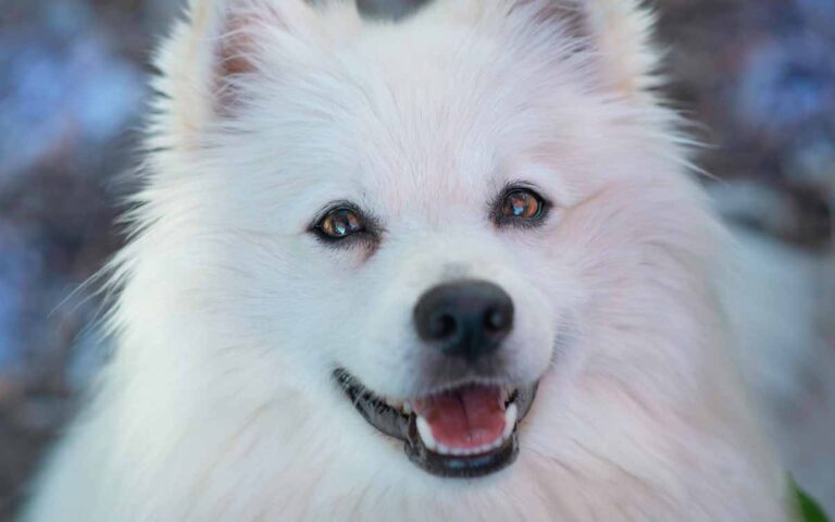 27 Fluffy White Dog Breeds that Will Amaze You