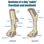 Swollen Dog Ankle? Read our Vet’s Recommendations