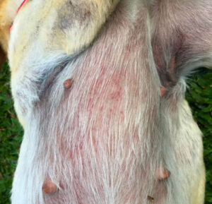 Pictures of Belly Rashes in Dogs [With Vet Advice]