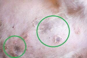 Black Spots on Dog: Top Causes [Pictures + Vet Advice]