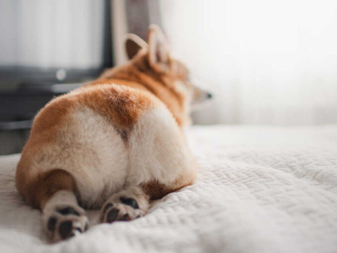 My Dog’s Bottom Is Leaking: What is This Liquid Coming Out?
