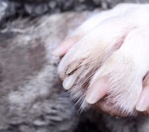 Dog Yelping in Pain: Our Vet Explains How to Help