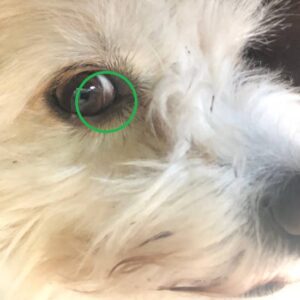 Black or Brown Spots in My Dog's Eye - 7 Causes and What To Do