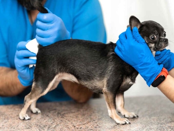 Dog Biting at Its Butt: 7 Easy Steps to Help Your Dog