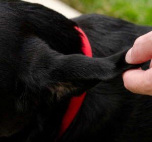 7 Pictures of Ear Hematomas in Dogs [Visual Guide]