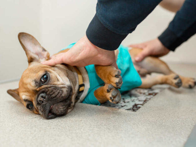 Red Alert: 9 Types of Red Lumps on Dogs [With Pictures]