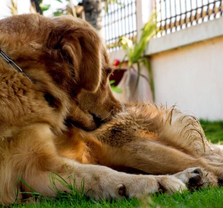 15 Pictures Of Dog Incision Infections + Veterinarian Advice