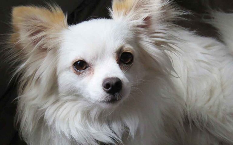 55 White Dog Breeds: Fluffy, Small and Large (with Cute Pics)