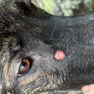 Circular Red Spots on Dogs [Pictures & Vet Advice]