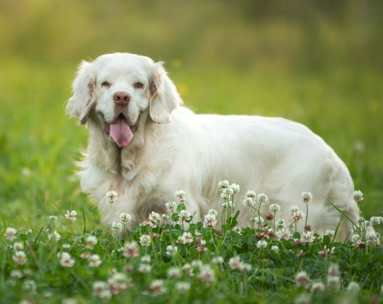 26 Big and Fluffy White Dog Breeds (Medium, Large & X-Large)