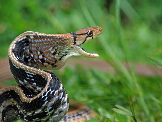 What snake bites look like on dogs [with pictures]