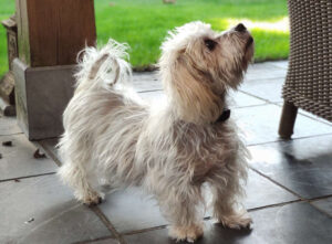 Pictures of Cushing’s Disease in Dogs, with Vet Explanations