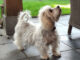 Pictures of Cushing’s Disease in Dogs, with Vet Explanations