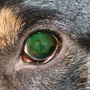 Eye Cysts in Dogs: Pictures & Vet Advice