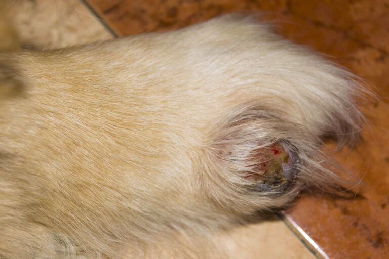 4 Cysts Often Found on a Dog’s Tail - And What to Do