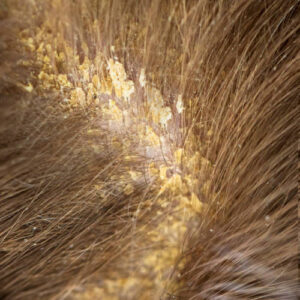 8 Pictures of Dandruff in Dogs, with Veterinarian Comments