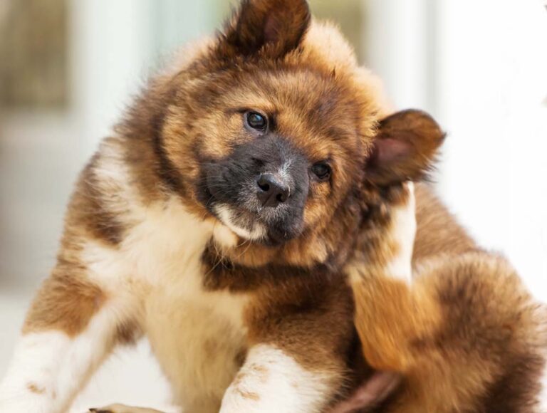 6 Top Causes of Red Rash or Red Spots in Dog's Ear