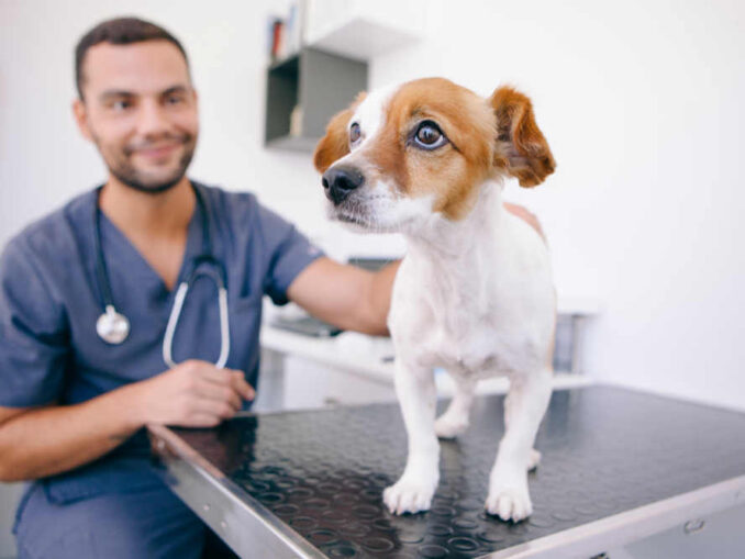 11 Types of HARD Lumps on Dogs [With Pictures]