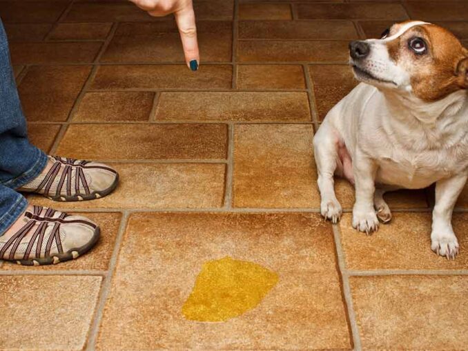 Old Dog Incontinence - Help For Your Leaky Dog
