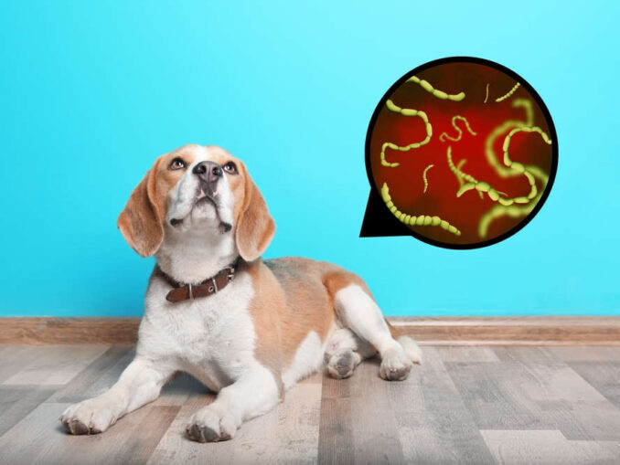 Maggots in Dog Poop: Pictures & Veterinarian Comments