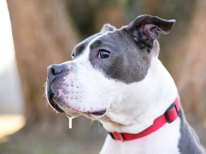 Dog Drooling and Shaking: Top Reasons and What to Do