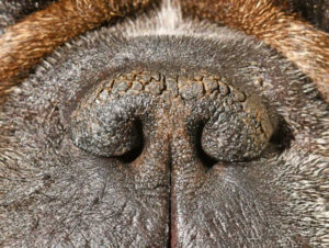 Dog Nose Scabs and Lumps [Pictures & Vet Advice]