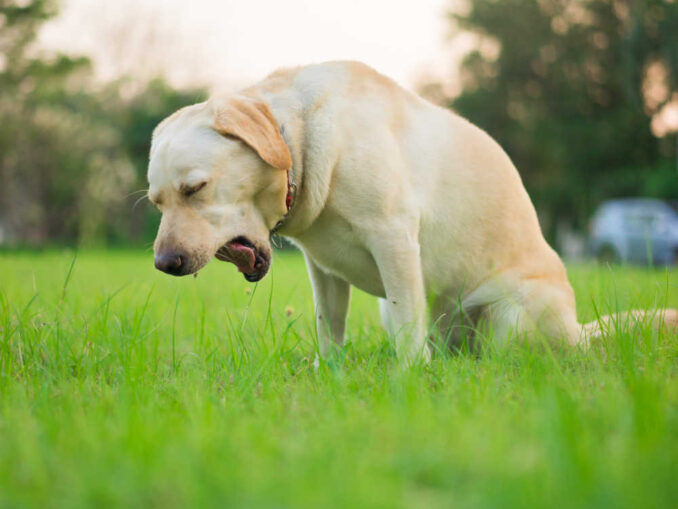 Diaper Rash On Your Dog? 5 Tips from Our Veterinarian