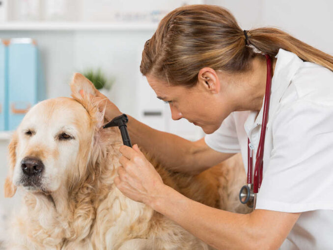 Dog Ear Flap Issues: Cysts, Lumps & Bumps [With Pictures]