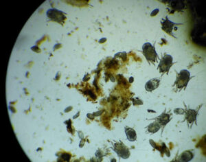 Pictures of Ear Mites in Dogs: What They Look Like and How to Treat Them
