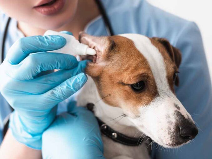 6 Top Causes of Red Rash or Red Spots in Dog's Ear