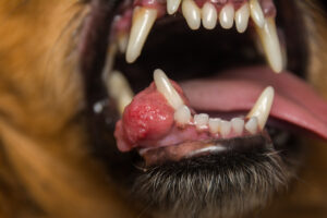 5 Lumps Often Found Inside a Dog’s Mouth [With Pictures]