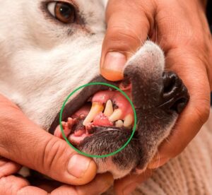 7 Types of Bumps Often Found On or Inside a Dog’s Mouth [Vet Advice]