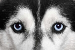 7 Eye Colors in Dogs [Color Chart]: Our Eye Specialist Explains