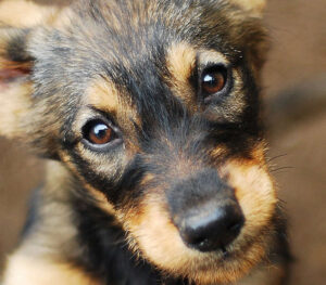 7 Eye Colors in Dogs [Color Chart]: Our Eye Specialist Explains