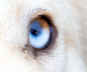 7 Eye Colors in Dogs [Color Chart]: Our Eye Specialist Explains
