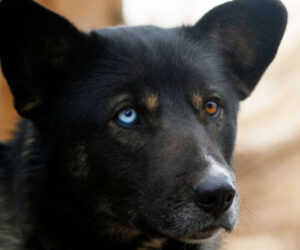 7 Eye Colors in Dogs [Color Chart]: Our Eye Specialist Explains